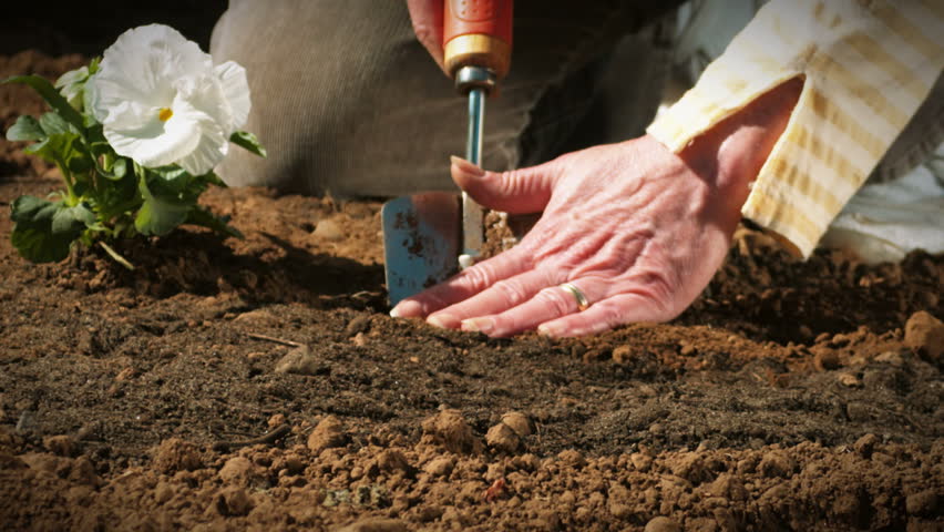 close older woman's hands digging whole Stock Footage Video (100% ...