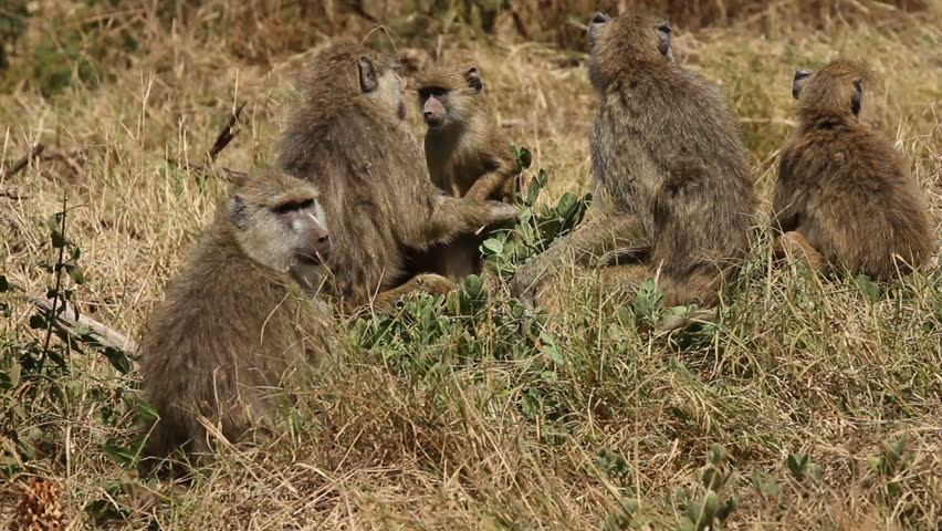 yellow baboon papio cynocephalus family amboseli Stock Footage Video ...