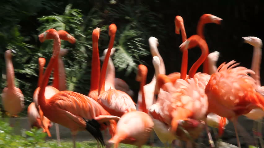 Male Flamingo Birds Arguing and Stock Footage Video (100% Royalty-free ...