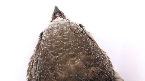 Young Common Swift Apus Apus Stock Footage Video (100% Royalty-free ...