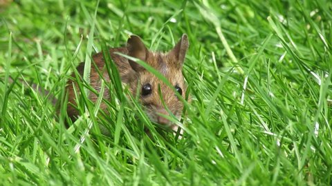 House Mouse Lawn Grass Stock Footage Video (100% Royalty-free) 4699181 ...