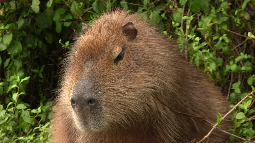Capybara, the Worlds Largest Rodent; Stock Footage Video (100% Royalty ...
