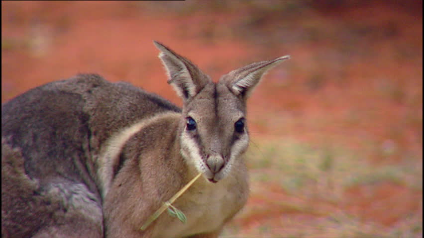 bridled nail tail wallaby Stock Footage Video (100% Royalty-free) 4707770 | Shutterstock