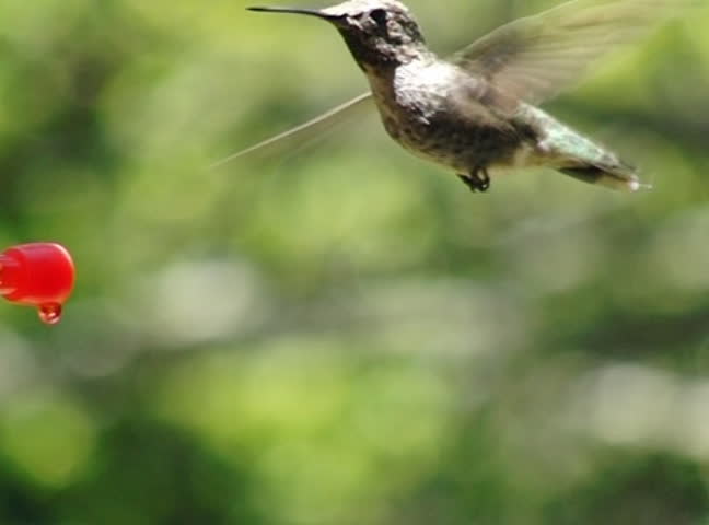 High Speed Camera : Hummingbird Stock Footage Video (100% Royalty-free ...
