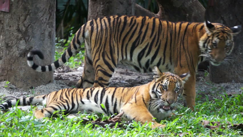 two tiger beating biting each other Stock Footage Video (100% Royalty ...