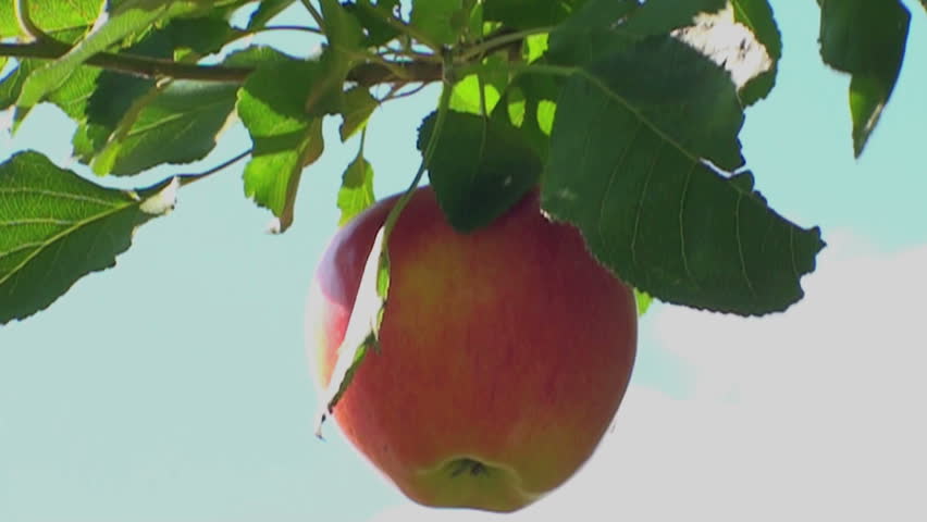 Tasty Apple is Falling Down Stock Footage Video (100% Royalty-free ...