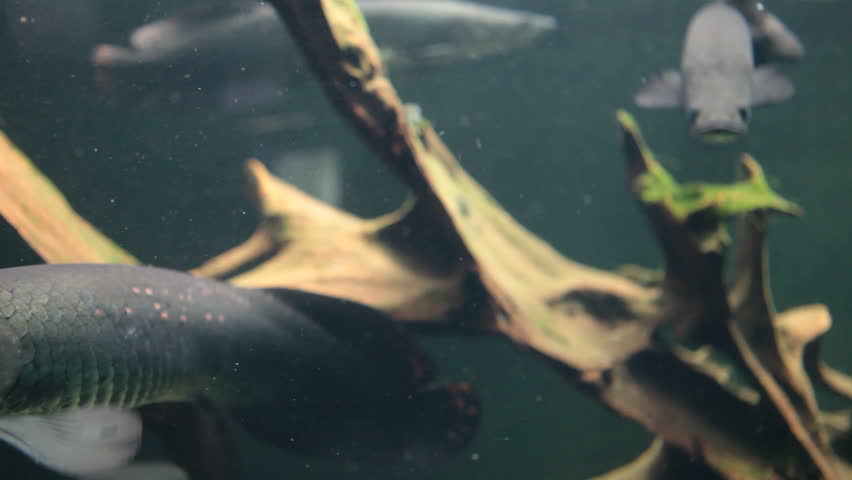 The Arapaima Fish - Arapaima Stock Footage Video (100% Royalty-free ...