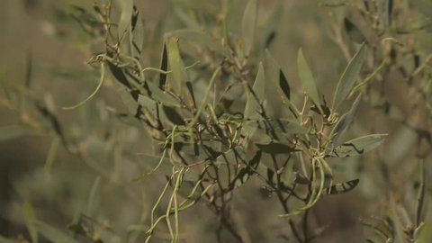 Inspecting Wattle Seed Pods Pilbara Region Stock Footage Video (100% ...