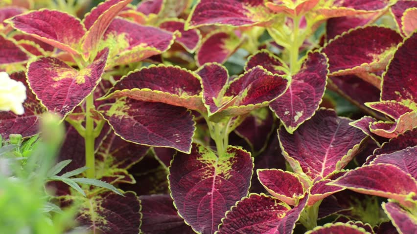 Coleus (solenostemon Scutellarioides Syn. Coleus Stock Footage Video ...