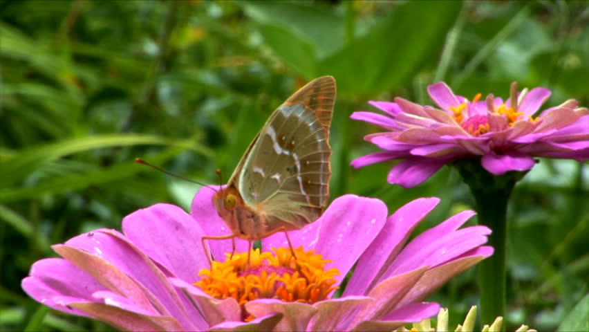 Butterfly On the Flower. Zoom Stock Footage Video (100% Royalty-free ...