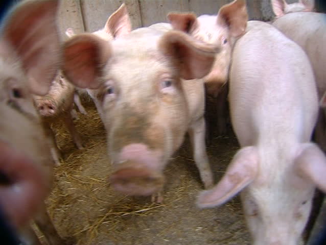 200913 Ukraine. Kiev. the Pigs Arkivvideomateriale (100 % royaltyfritt ...