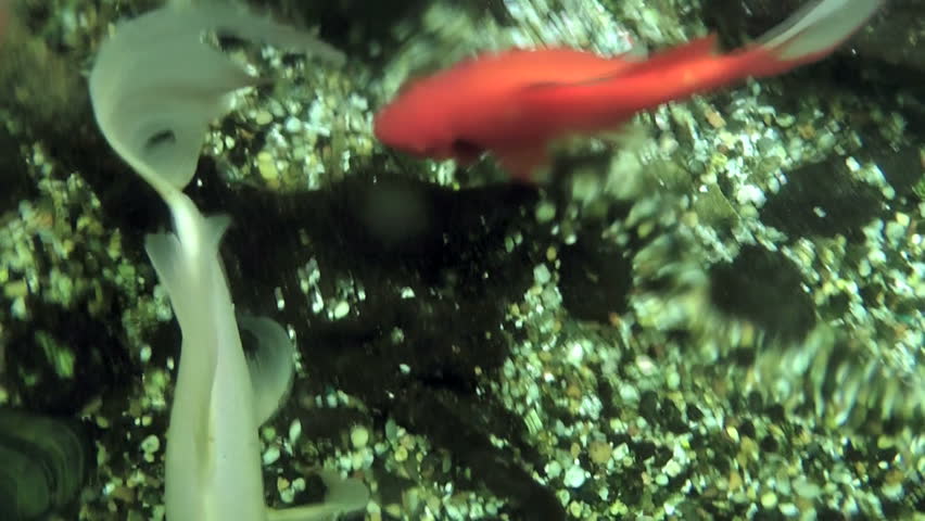 Goldfish Top Down View Stock Footage Video (100% Royalty-free) 4755212 ...