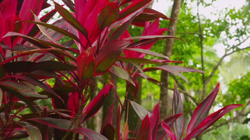 Ti Plant Rainforest Manuel Antonio Costa Stock Footage Video (100% ...