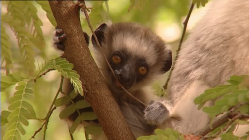 Baby Sifaka Lemur Stock Footage Video (100% Royalty-free) 4767746 ...