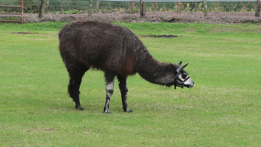 lama Stock Footage Video (100% Royalty-free) 4769885 | Shutterstock