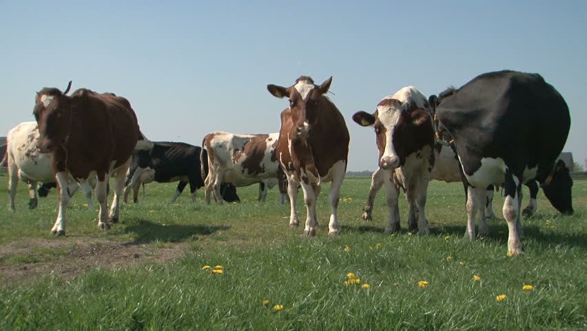 hereford cattle grazing cow mounting other Stock Footage Video (100% ...
