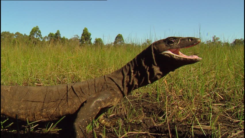 goanna runs into frame stops Stock Footage Video (100% Royalty-free ...