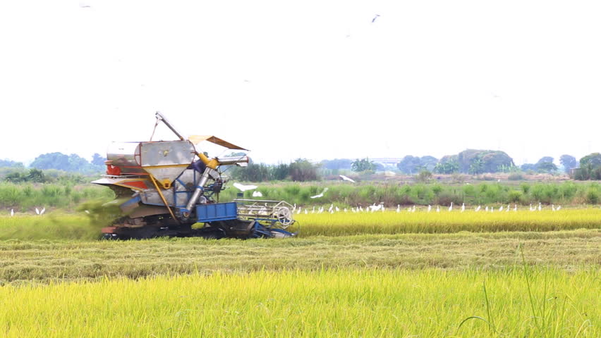 farm worker harvesting rice tractor thailand Stock Footage Video (100% ...