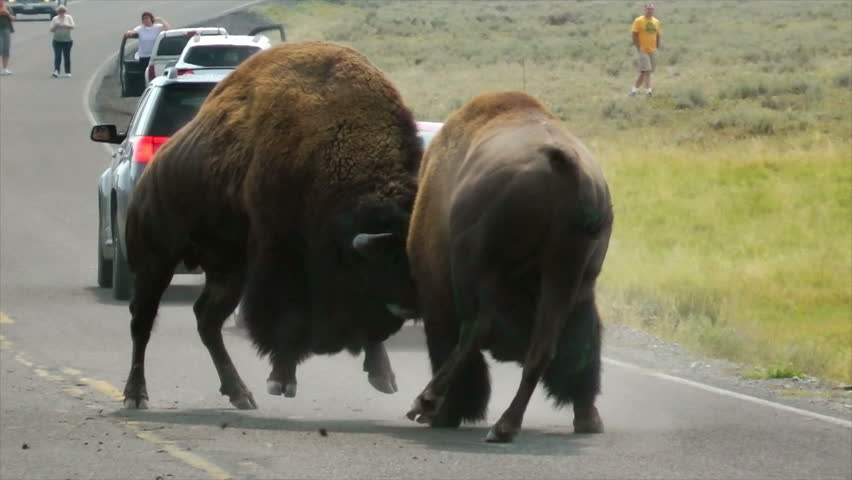 yellowstone national park wyoming – august Stock Footage Video (100% ...