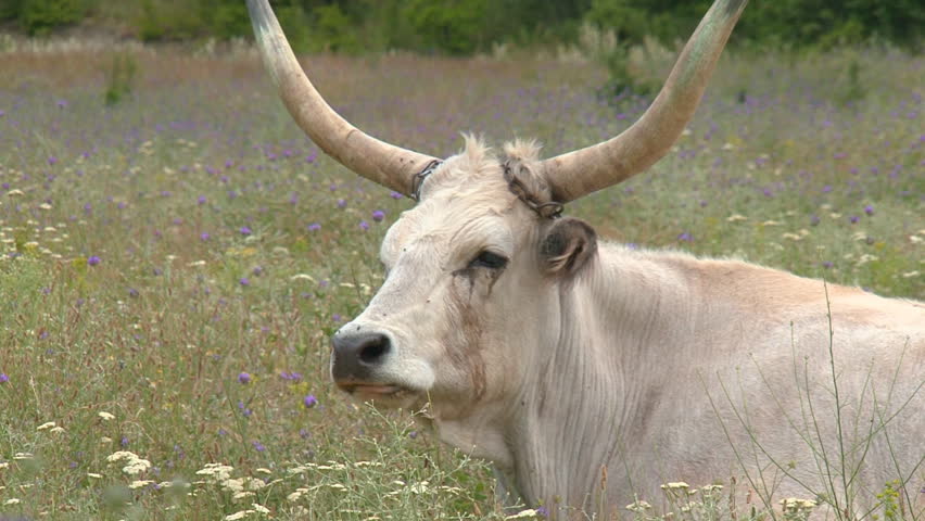 ox resting on mountain pasture Stock Footage Video (100% Royalty-free ...