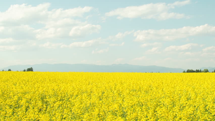 A Wide Open Yellow Field Stock Footage Video (100% Royalty-free ...