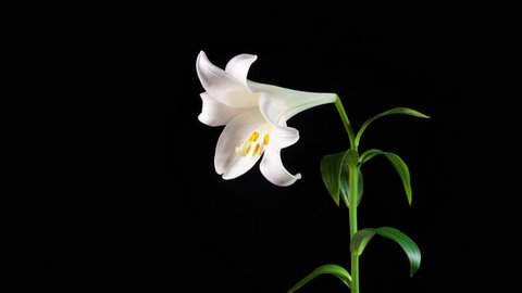 Time Lapse Sequence White Lily Withering Stock Footage Video (100% ...
