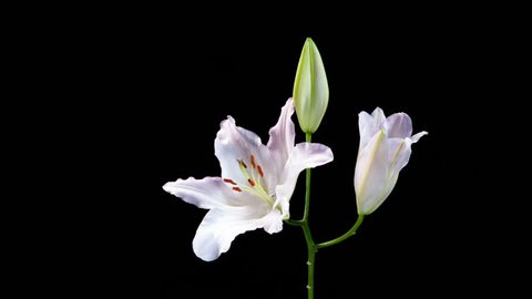 Time Lapse Video Bunch White Lilies Stock Footage Video (100% Royalty ...