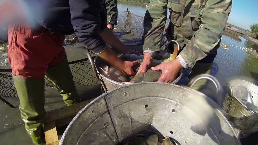 Fishermen Sorting Fishes. Harvesting Fish Stock Footage Video (100% ...