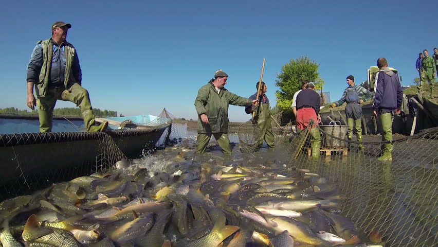 harvesting fish farm teamwork fishermen on Stock Footage Video (100% ...