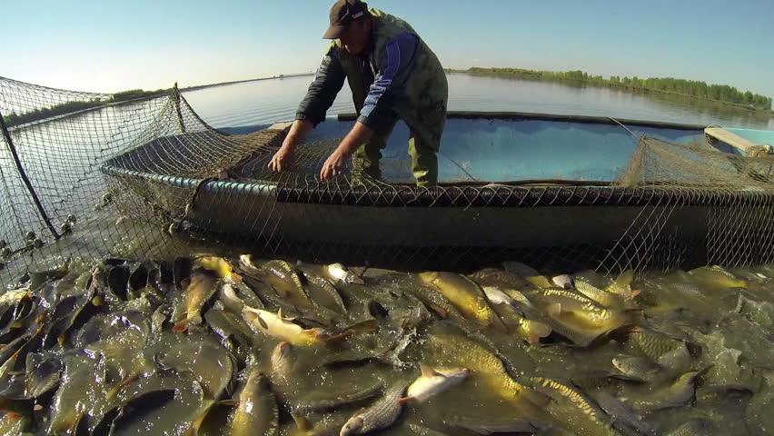 commercial fishing fisherman pulling net harvesting Stock Footage Video ...