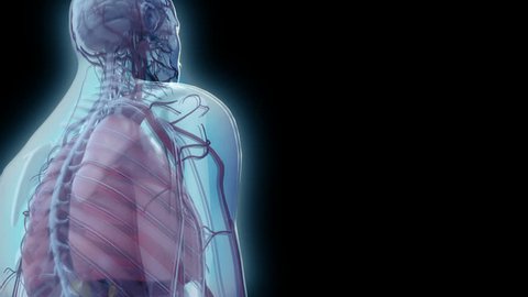Hd Anatomical Full Body Human Model Stock Footage Video (100% Royalty ...