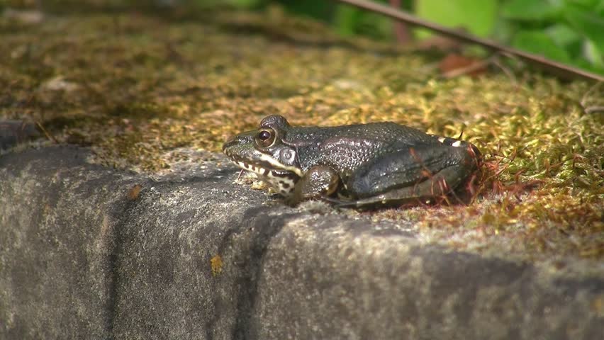 Frog On Well Stock Footage Video (100% Royalty-free) 485545 | Shutterstock