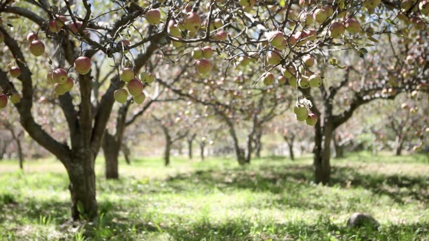 static shot apple farm apples trees Stock Footage Video (100% Royalty ...