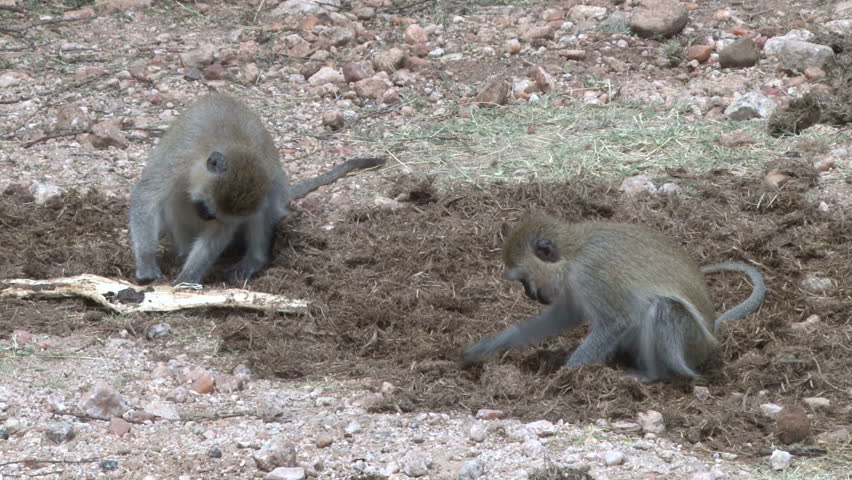 two vervet monkeys digging dung food Stock Footage Video (100% Royalty ...