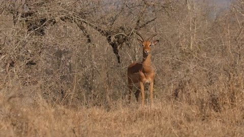 Impala Eating Another Impala Walking Past Stock Footage Video (100% ...