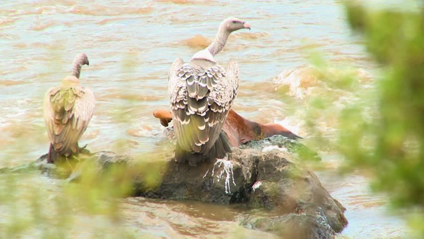 vultures stand on rotting corpse river Stock Footage Video (100% ...