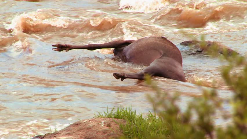 A Rotting Corpse of a Stock Footage Video (100% Royalty-free) 4874624 ...