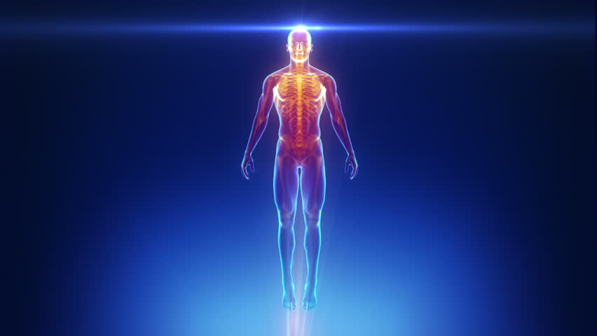 male anatomical medical scan loop Stock Footage Video (100% Royalty ...