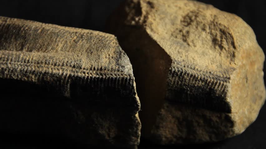 conulariid fossil - permian australia Stock Footage Video (100% Royalty ...