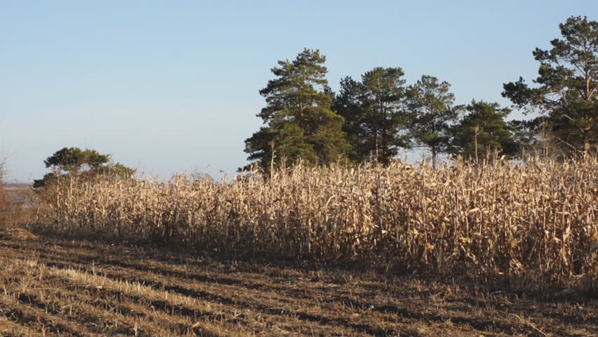 Corn Field in Autumn Day Stock Footage Video (100% Royalty-free ...