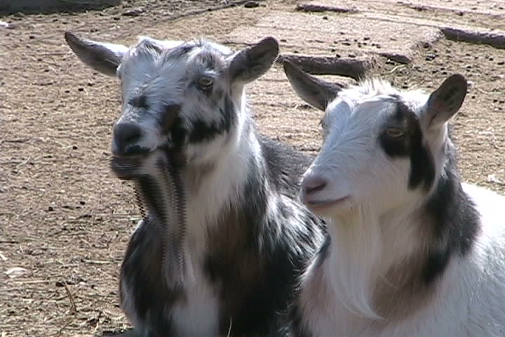 Two Goats Watching Together Stock Footage Video (100% Royalty-free ...