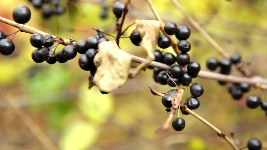 bush black berriesclose-up Stock Footage Video (100% Royalty-free ...