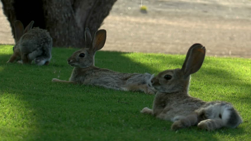 Bunny Rabbits Hop, Stretch Out, Stock Footage Video (100% Royalty-free ...