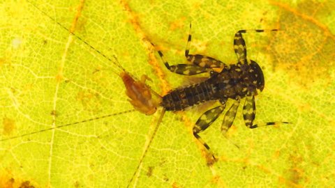 Large Black Mayfly Nymph Small Stonefly Stock Footage Video (100% ...