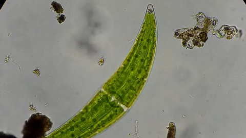 Full Hd Live Cell Closterium Algae Stock Footage Video (100% Royalty ...