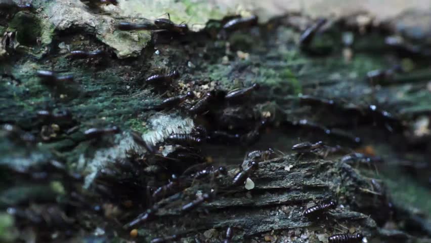 termites crawling seamless loop - teamwork Stock Footage Video (100% ...