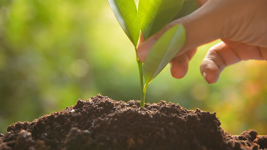 planting tree sprout Stock Footage Video (100% Royalty-free) 4955288 ...