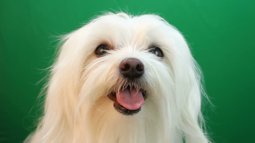 Happy Maltese Puppy Dog Wags Stock Footage Video (100% Royalty-free ...