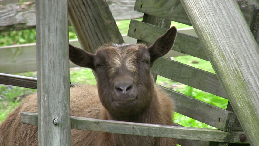 Sleepy Goat Chewing Her Cud Stock Footage Video (100% Royalty-free ...