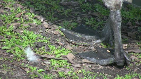 Webbed Bird Feet Walking By Hd Stock Footage Video (100% Royalty-free ...